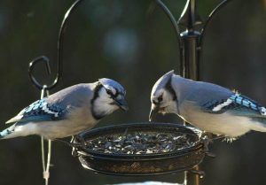 What Do Blue Jays Eat? Revealing Their Dietary Secrets!