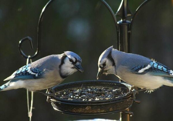 How to Identify a Blue Jay? Easy Identification Tips!