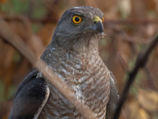 Do Hawks Eat Deer? Investigating Predator-Prey Dynamics!