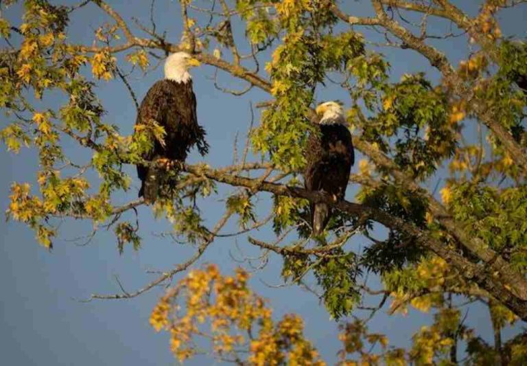 How Do Eagles Communicate? Hidden Dialogues of Raptors!