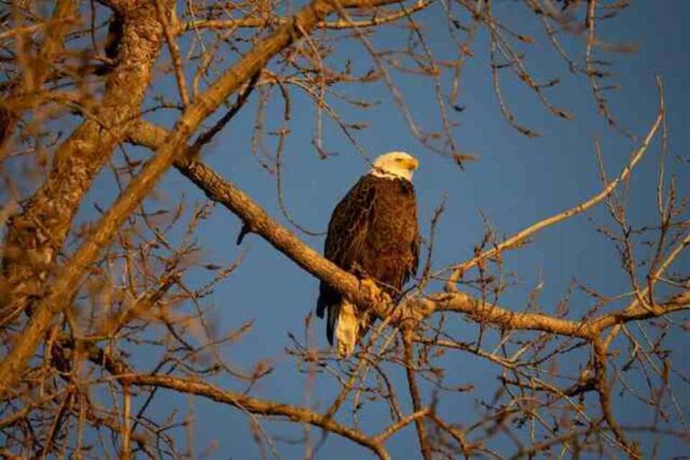 How Do Eagles Kill Their Prey? Hunting Techniques Explained!