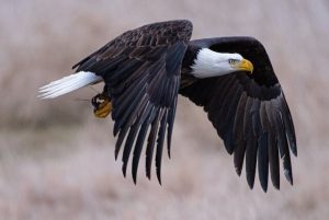 Where Are Eagles Found? Revealing their Secret Hideouts!