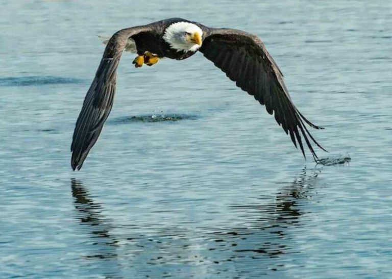 How Do Eagles Drink Water? Revealing Their Techniques!