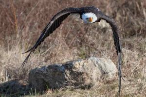 How Do Eagles Sleep? Unveiling Their Fascinating Secrets!