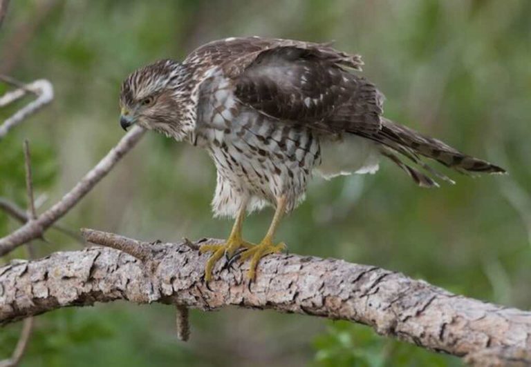 How Do Hawks Avoid Predators? Revealing Their Tactics!