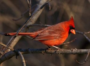 Where Are Cardinals Found? The Best Areas To Find Them!