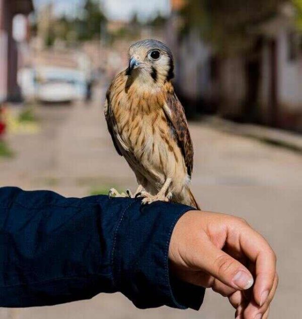 Do Hawks Bond With Humans? The Surprising Connections!