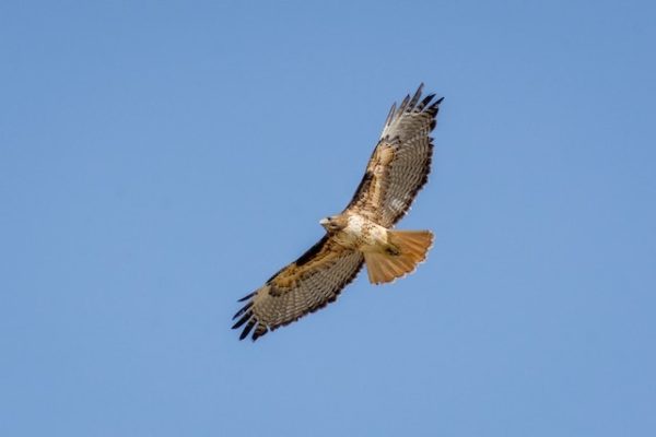 Hawks Unveiled: The Science Behind Their Aerial Mastery!