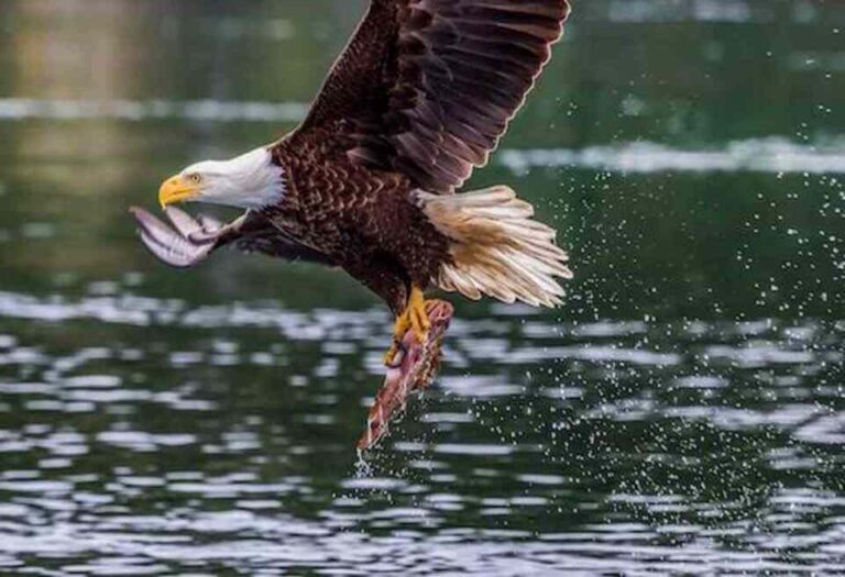 How Do Eagles Kill Their Prey? Hunting Techniques Explained!