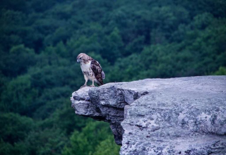 Do Hawks Eat Bees? Everything You Need To Know!
