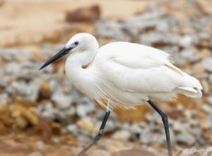 Bird Beak Types Unveiled: Everything You Need To Know! | Learn Bird ...