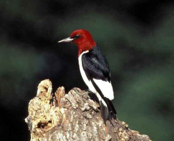 22 Birds That Eat Wasps And Bees: Nature's Pest Control!
