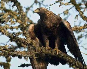 Which Eagle Is The Fastest? Soar to Thrilling Discoveries