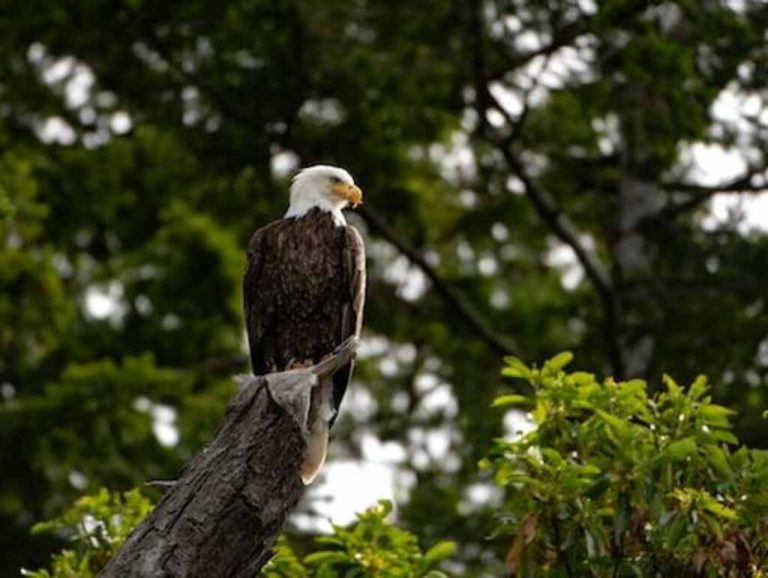 Do Eagles Eat Rabbits? Revealing Eagles' Rabbit Feast!