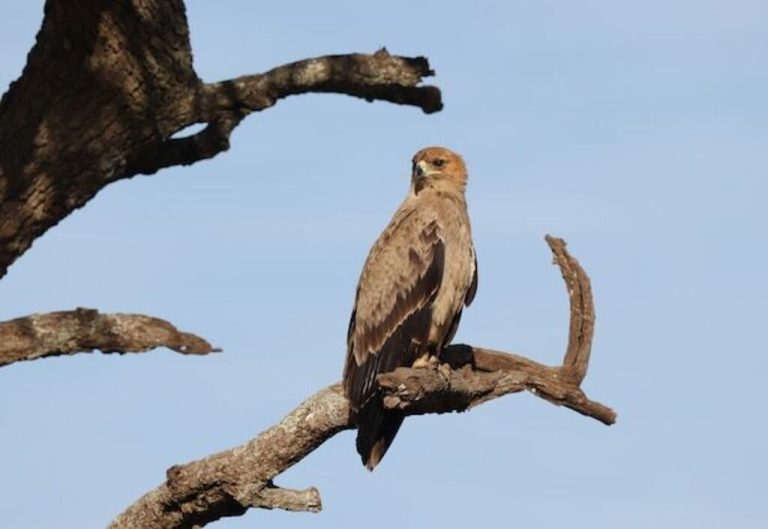 Which Eagle Is The Strongest? Revealing the Apex Predator