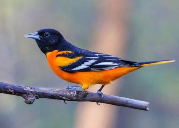 30 Beautiful Birds That Will Take Your Breath Away!