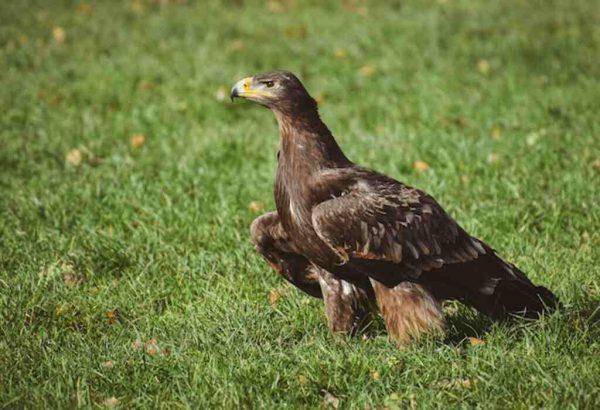 When Do Eagles Beaks Turn Yellow? The Surprising Truth!