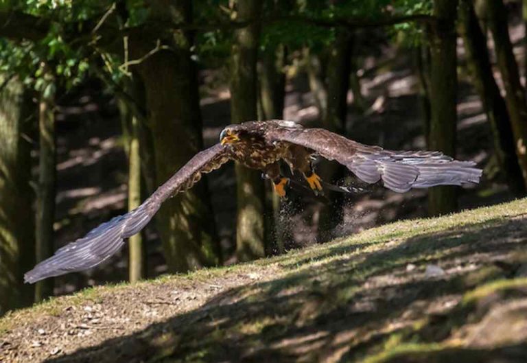 What Does It Mean When Birds Fly Low? The Truth!