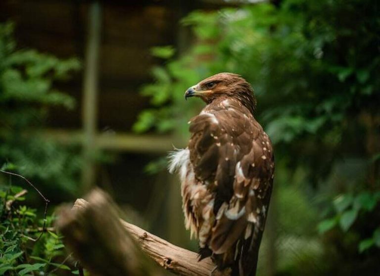 Do Eagles Eat Wolves? The Surprising Truth Revealed!