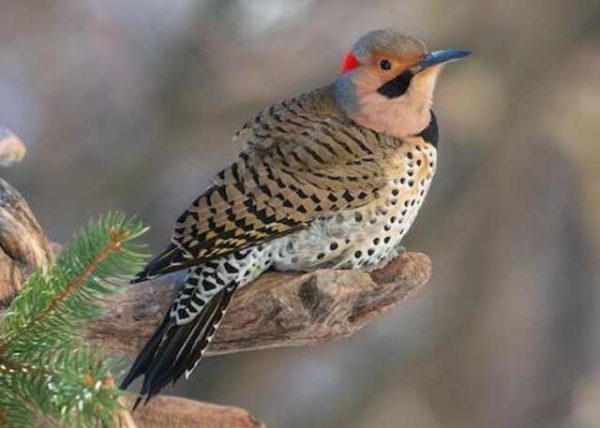 Top Birdwatching Hotspots In Ohio: Insider's Guide!