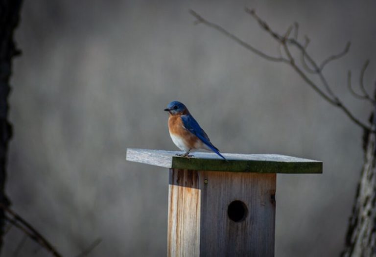 Blue Bird Housing: Everything You Need To Know!