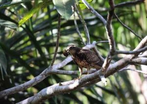 What Birds Eat Snails? Exposing Avian Snail Indulgences!