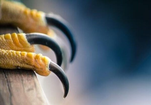 Bird Talons Unleashed: A Fascinating Grip on Survival!