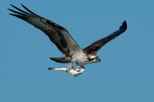 Bird Talons Unleashed: A Fascinating Grip on Survival!