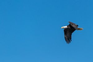 Why Do Birds Fly In Circles? Examining the Phenomenon!