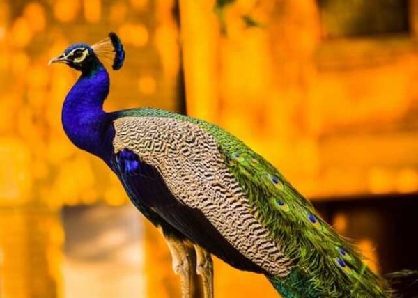 30 Beautiful Birds That Will Take Your Breath Away!
