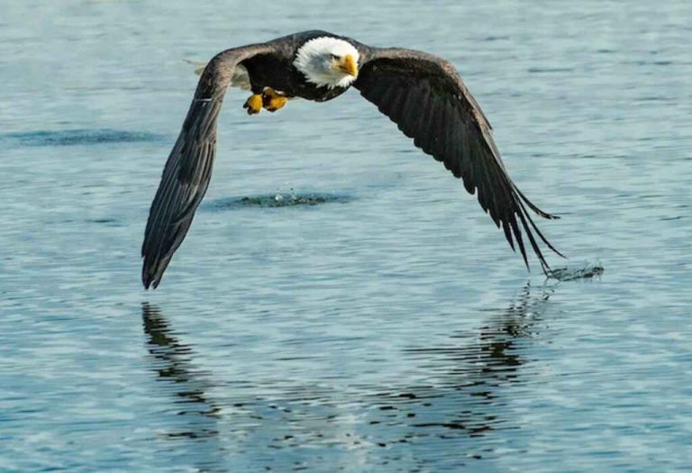 Which Eagle Is The Fastest? Soar to Thrilling Discoveries