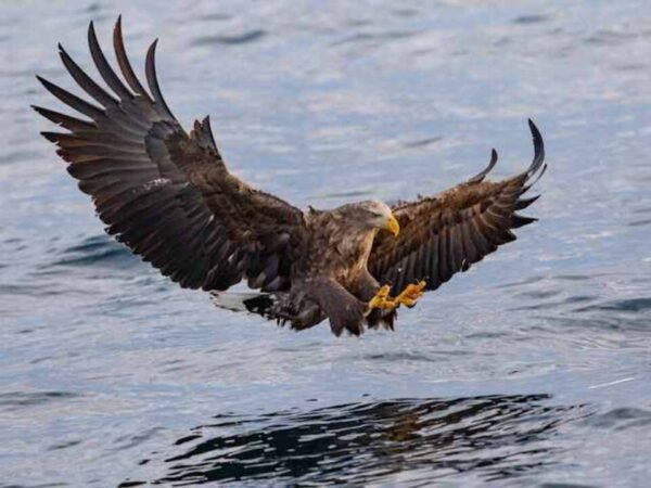 What Do Eagles Eat? The Ultimate Guide to Eagle Diets!