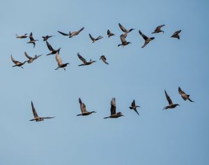 What Month Do Birds Migrate: A Bird Migration Guide!