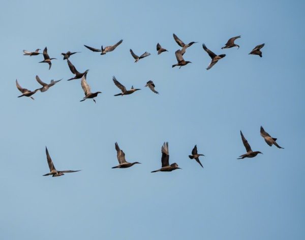 What Month Do Birds Migrate: A Bird Migration Guide!