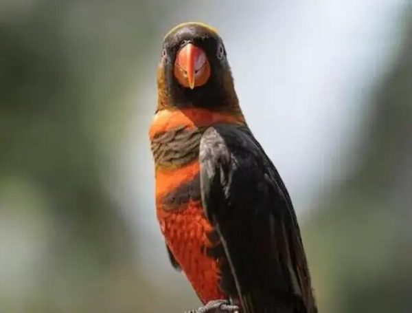 30 Beautiful Birds That Will Take Your Breath Away!