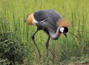 What Classification are Birds? Exploring Avian Taxonomy!