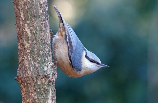 Are Birds Cold Blooded? What Science Really Says
