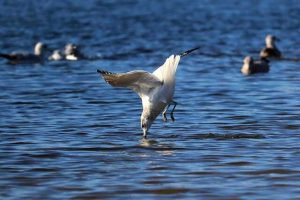 What Birds Dive For Fish? Discover Aquatic Avian Wonders!