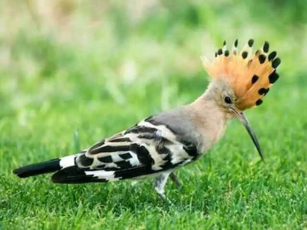 30 Beautiful Birds That Will Take Your Breath Away!