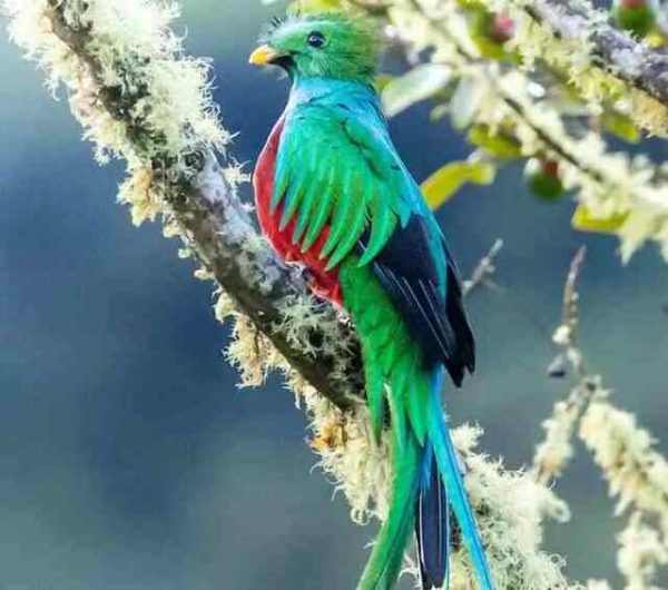 30 Beautiful Birds That Will Take Your Breath Away!