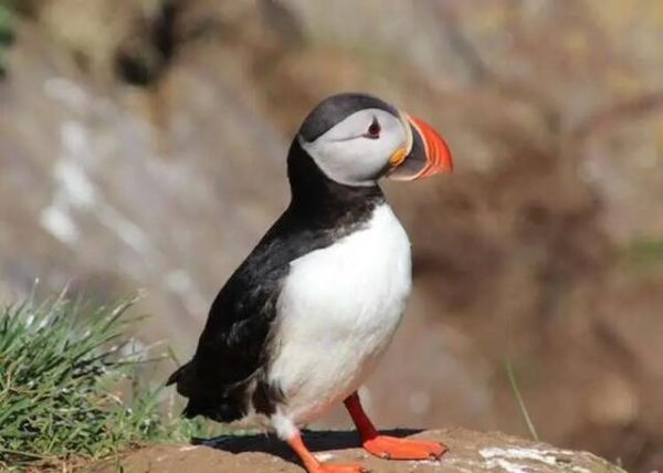 30 Beautiful Birds That Will Take Your Breath Away!