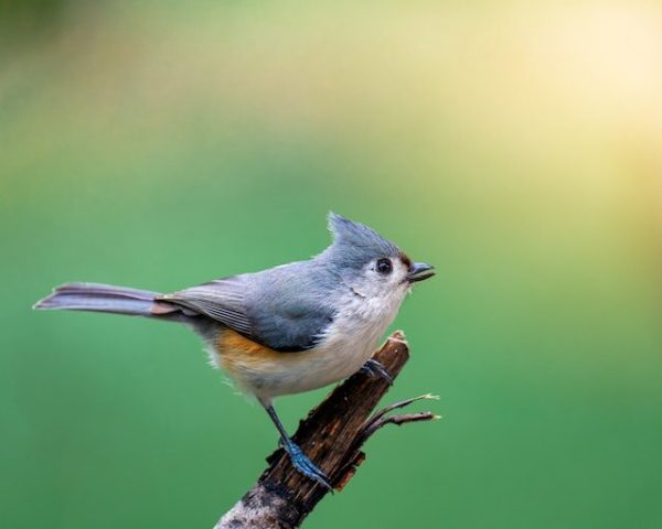 Are Birds Cold Blooded? What Science Really Says