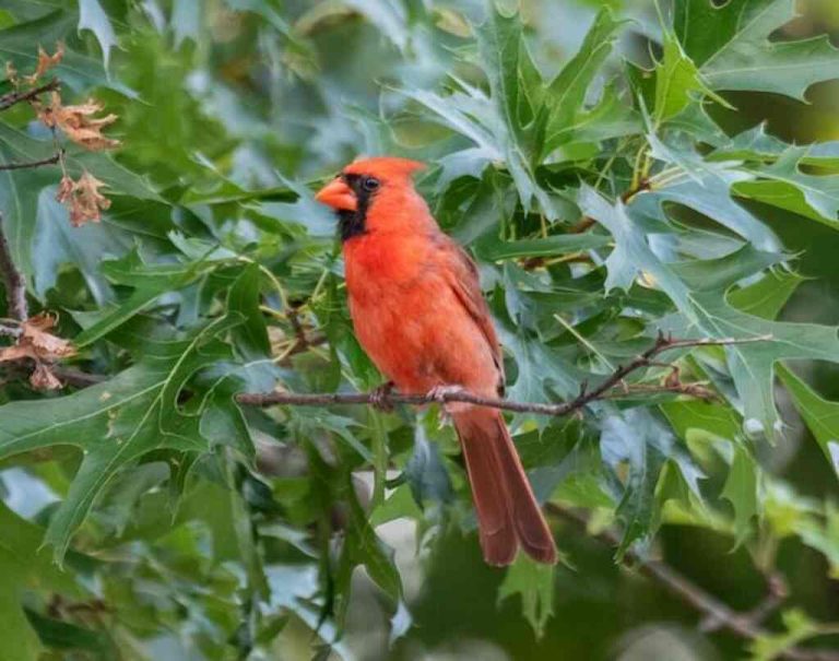Best Birdwatching Hotspots In Maryland: Insider's Guide!