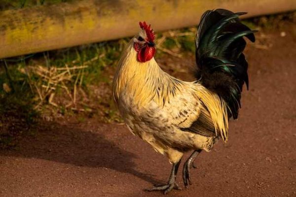 What is The National Bird of France? The Revealing Story!