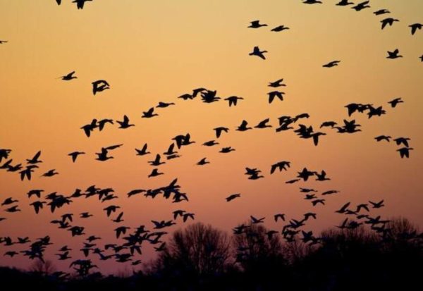 Discover 15 Types of Migrating Birds in the United States