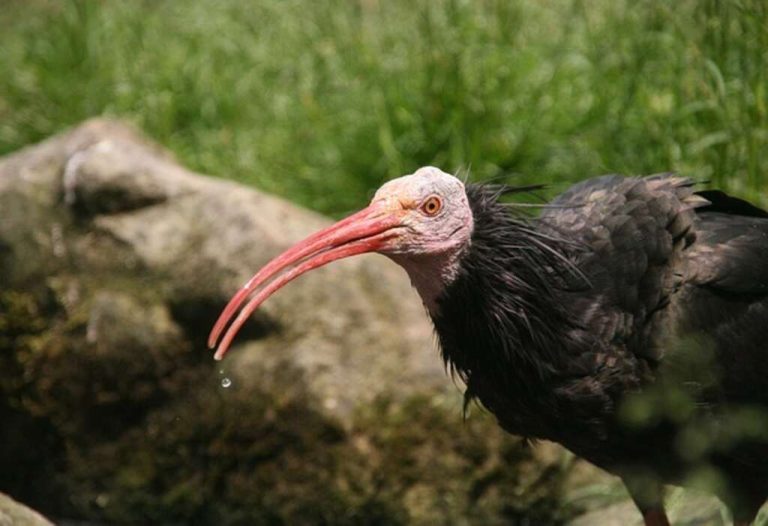 Exploring The Evolution of Birds: From Dinosaurs to Today