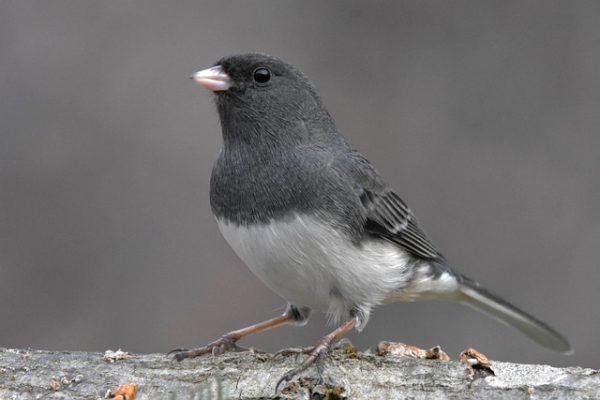 8 Birds that look like Juncos: Uncover the Resemblance!