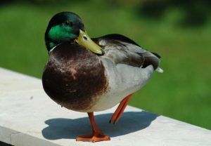 Do Birds Fart: Investigating Avian Digestive Mysteries!