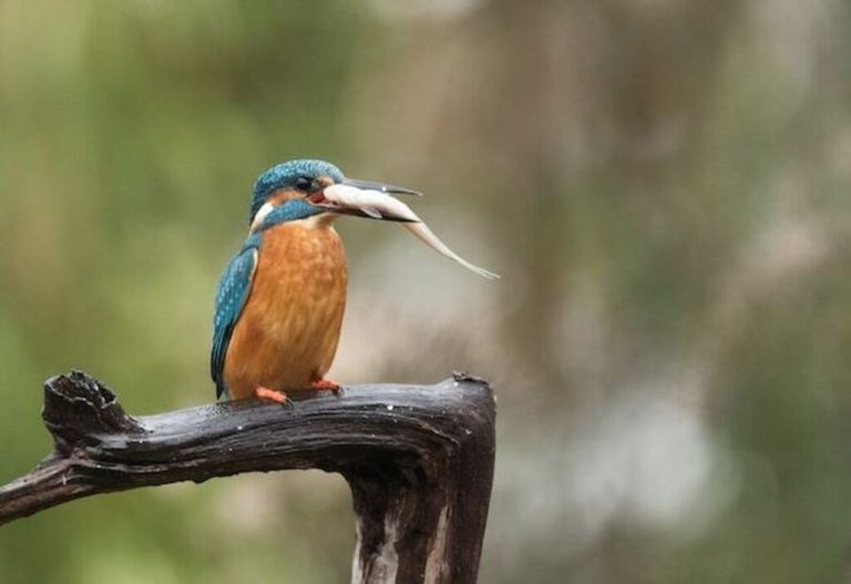 Do Kingfishers Migrate? Unveiling Bird Migration Secrets!