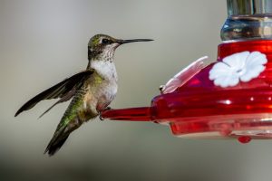 Understanding Why Hummingbirds Fight Over the Feeder?